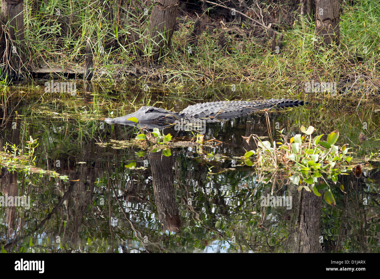 The Barataria Preserve, a part of Jean Lafitte National Historical Park ...