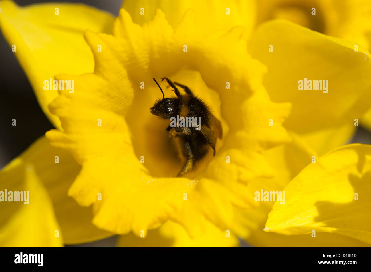 Bee daffodil hi-res stock photography and images - Alamy