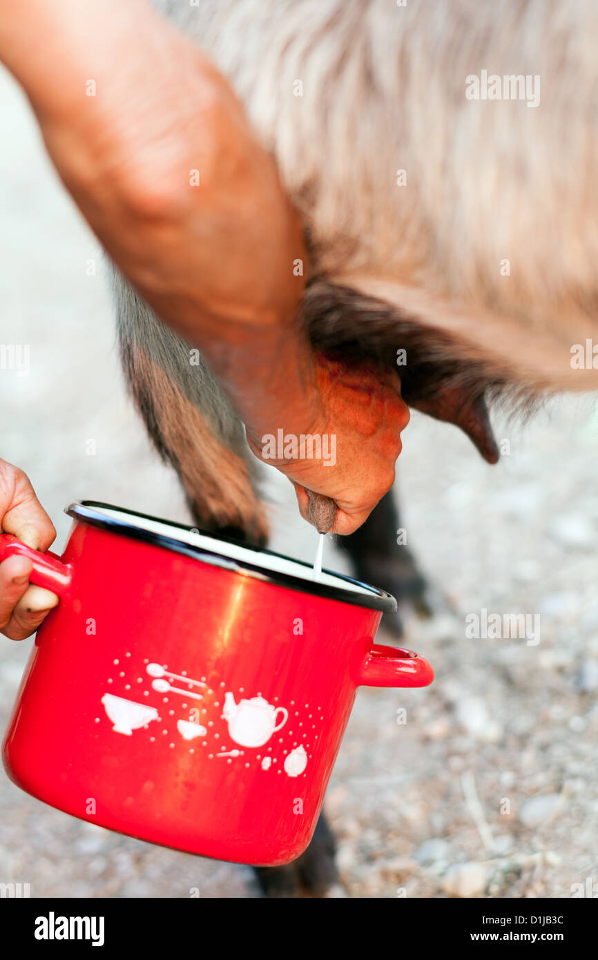 Woman milking goat red pot hi-res stock photography and images - Alamy