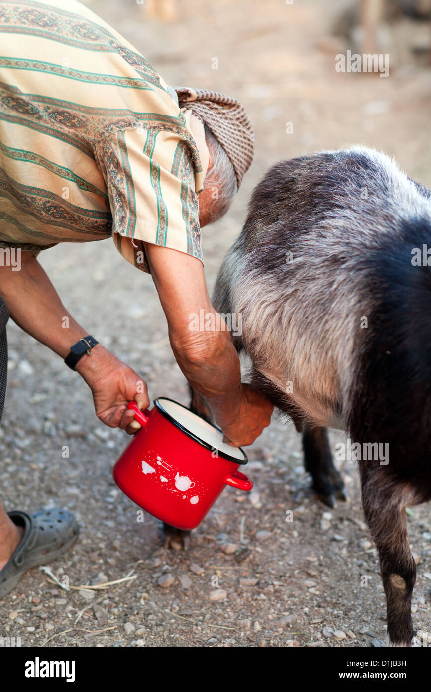 Senior woman milking goat, with red pot, at countryside Stock Photo - Alamy