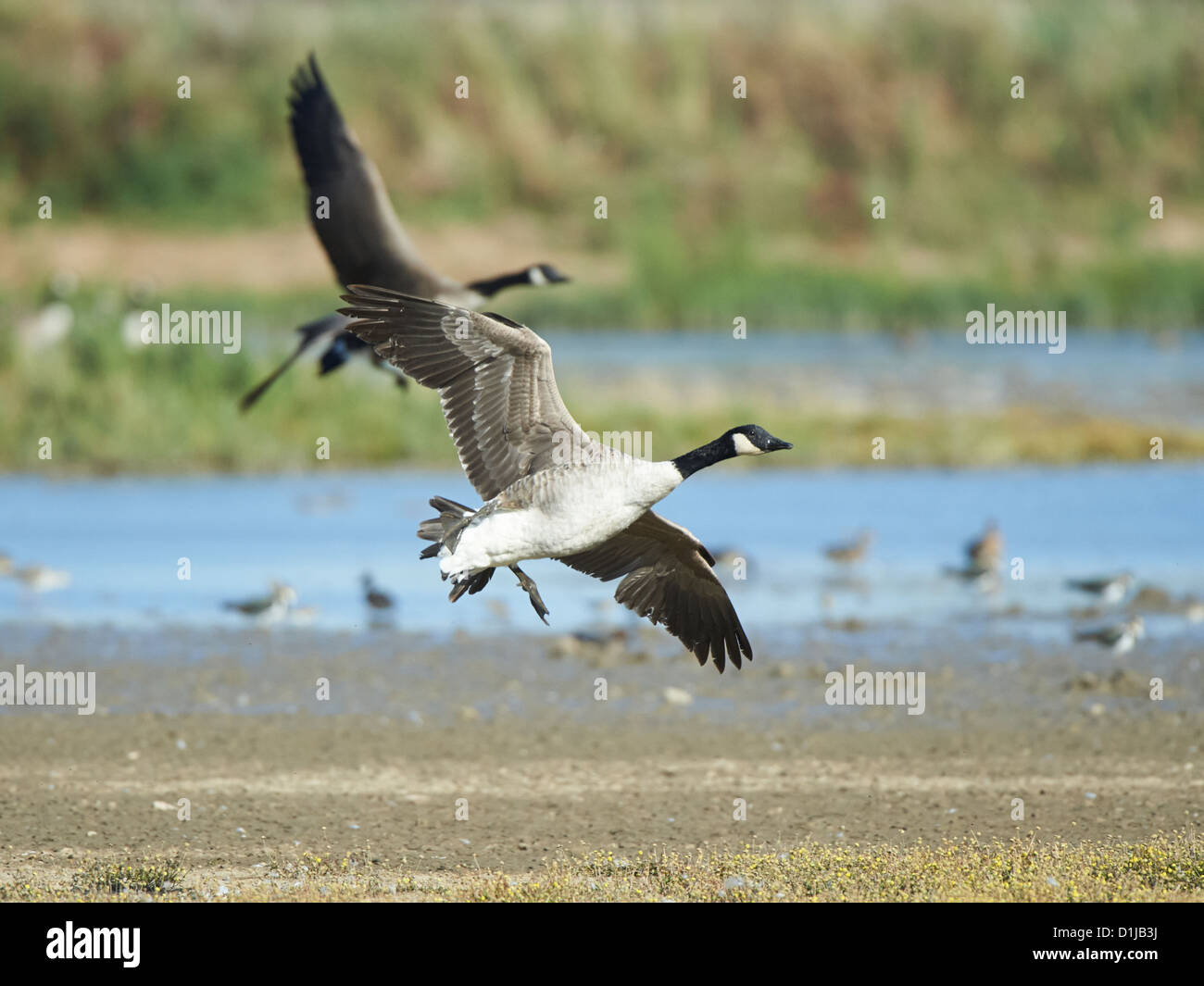 Canada goose flying in hi-res stock photography and images - Alamy