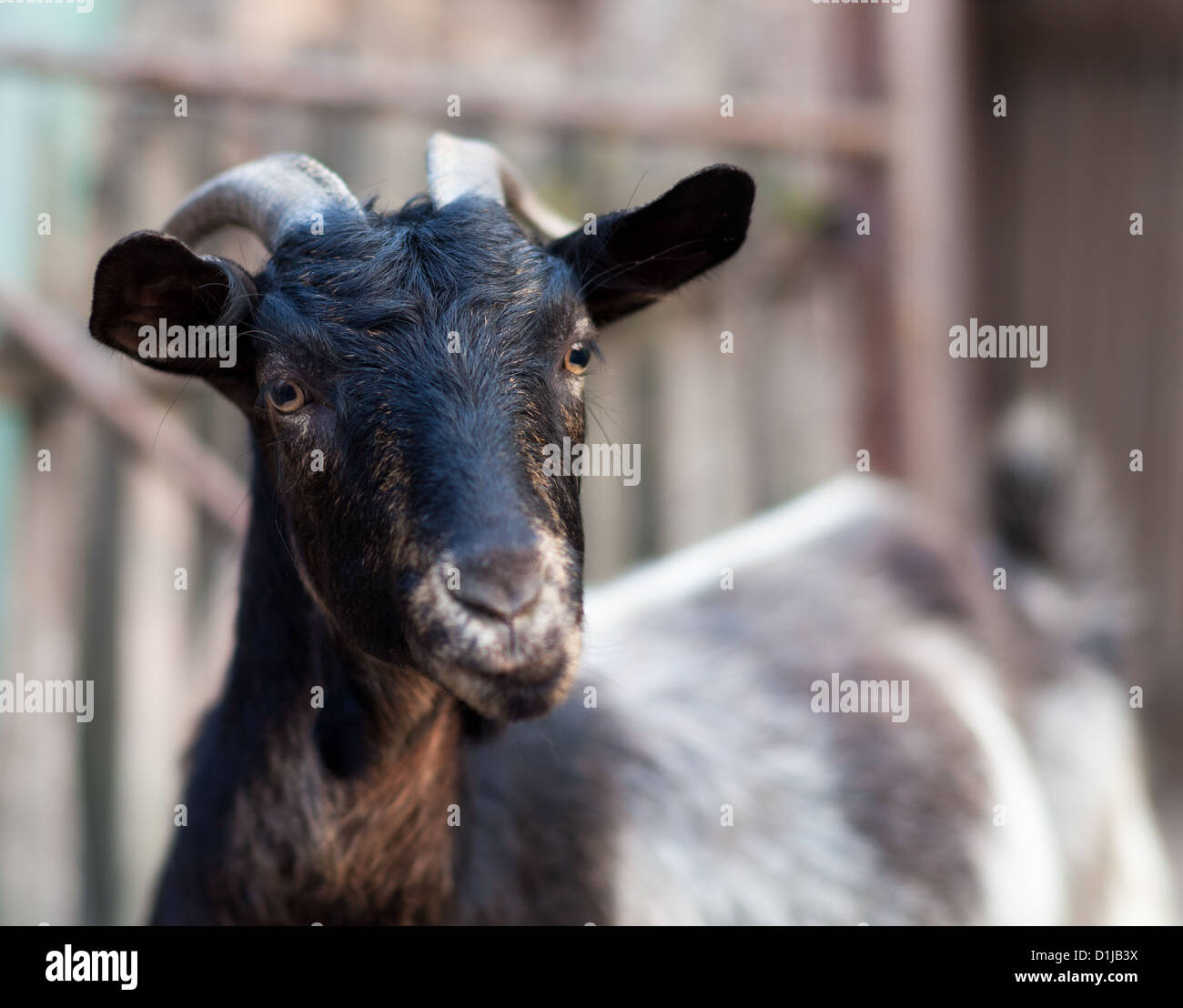 Closeup portrait of a goat, outside in a courtyard Stock Photo - Alamy