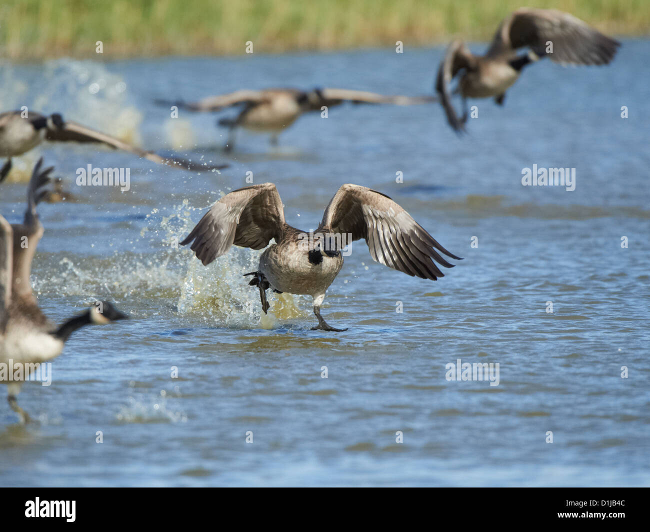 Canada Goose in flight Stock Photo - Alamy