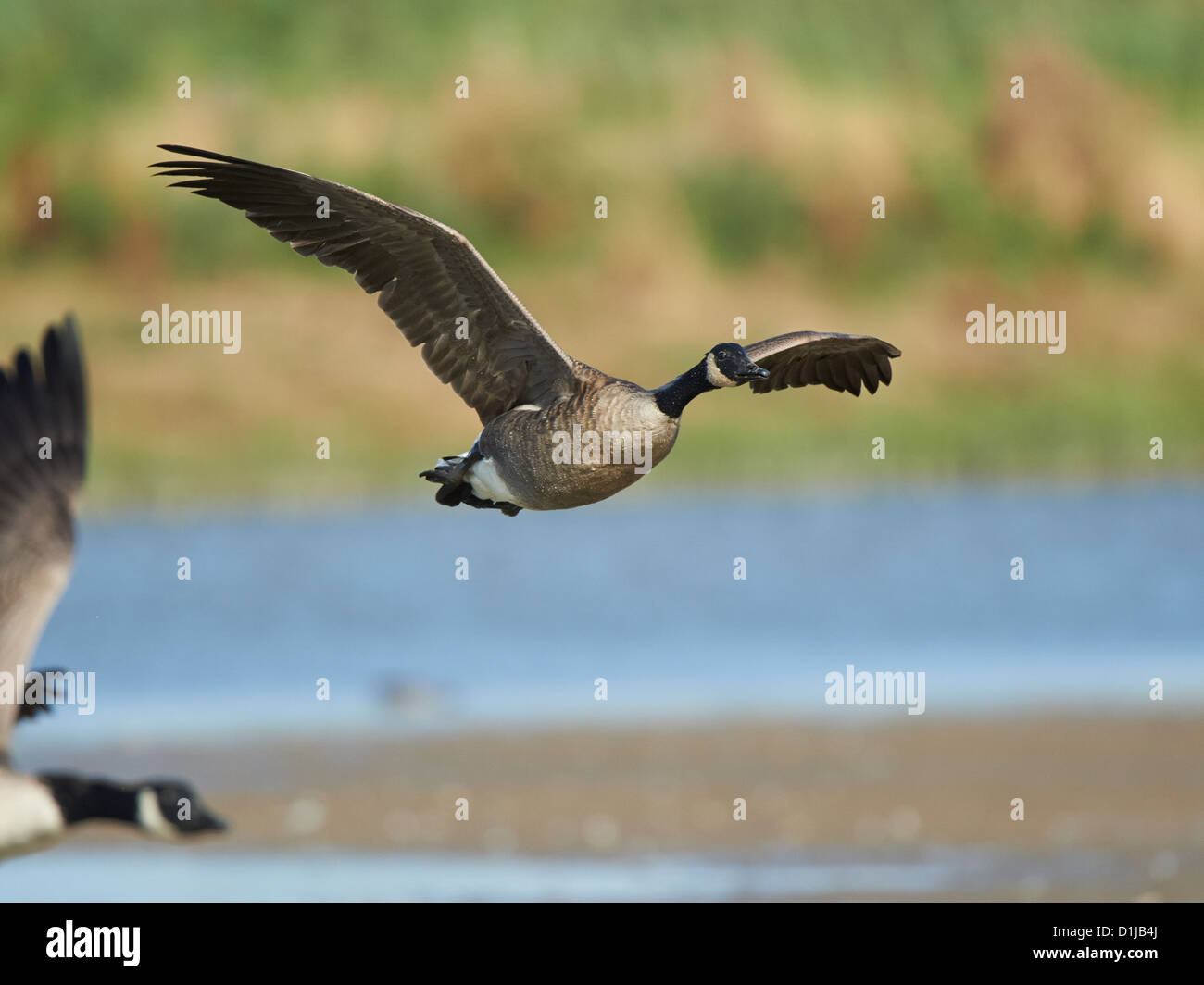 Canada Goose in flight Stock Photo - Alamy