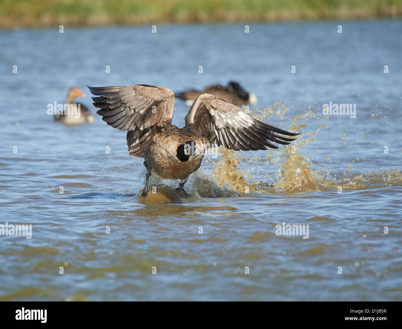 Canada Goose in flight Stock Photo - Alamy