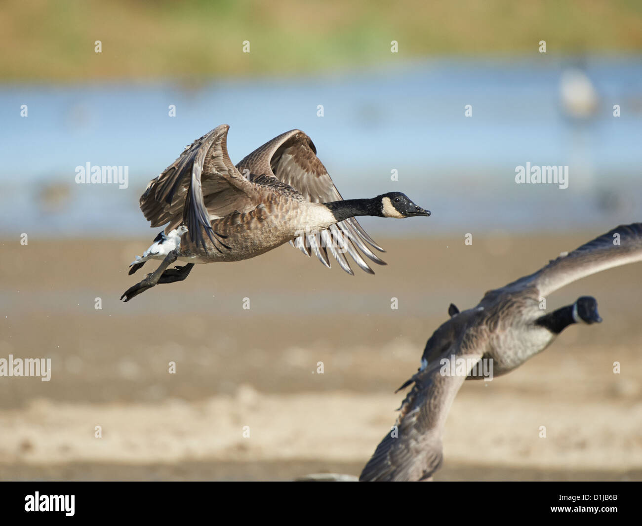 Canada Goose in flight Stock Photo - Alamy