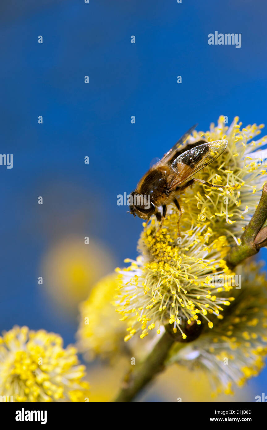 An adult drone fly (Eristalis tenax) on Goat Willow catkins in spring ...