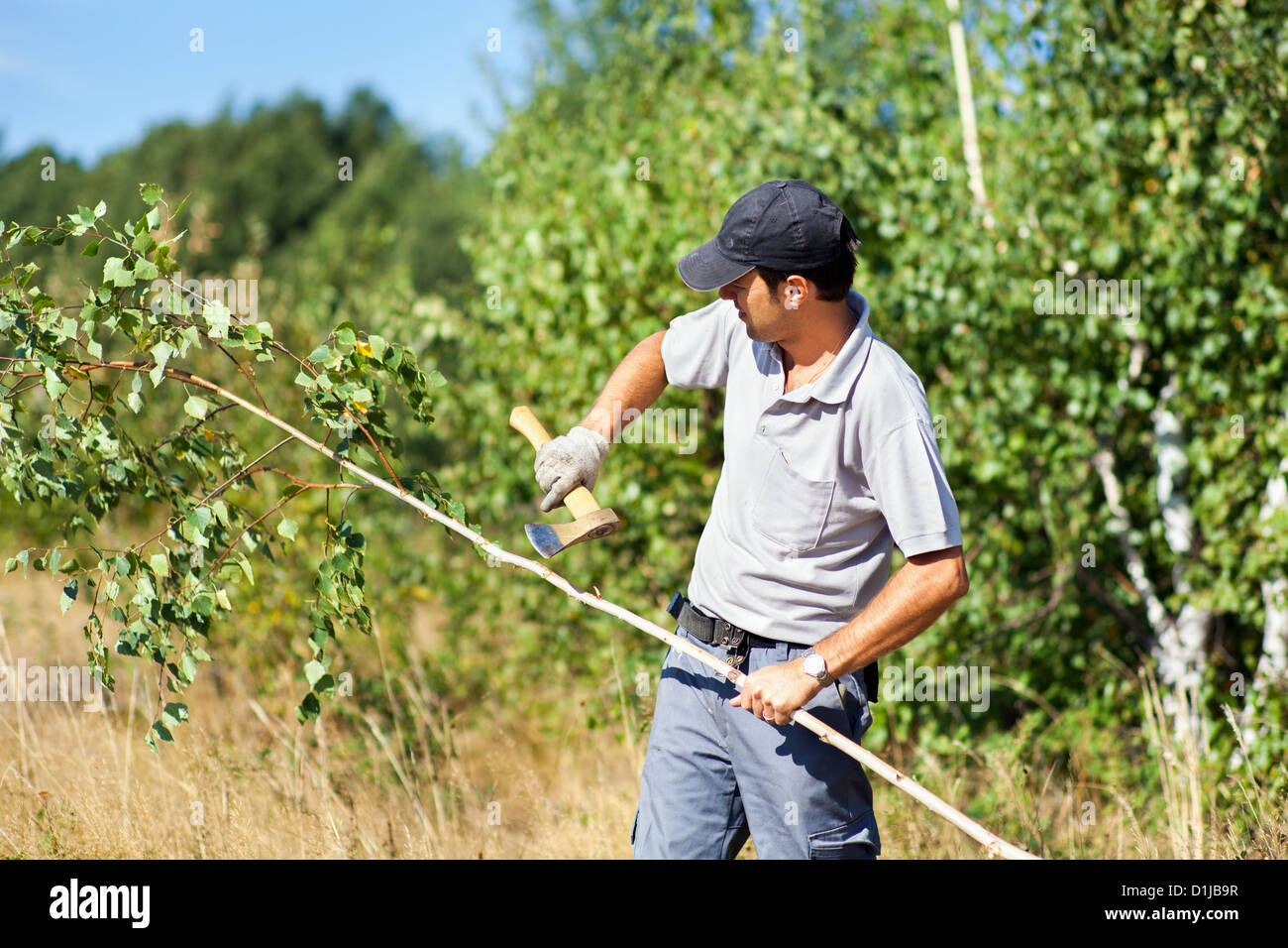 Young man cutting the branches of a birch with an ax, making a boom ...