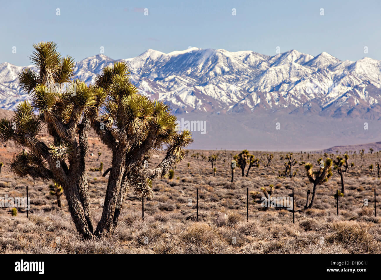 Goldfield Mountains High Resolution Stock Photography and Images - Alamy