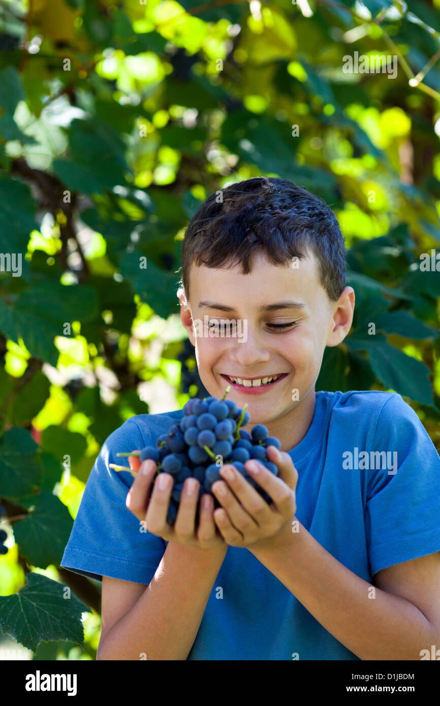 Happy schoolboy with hands full of bunches of blue grapes Stock Photo ...