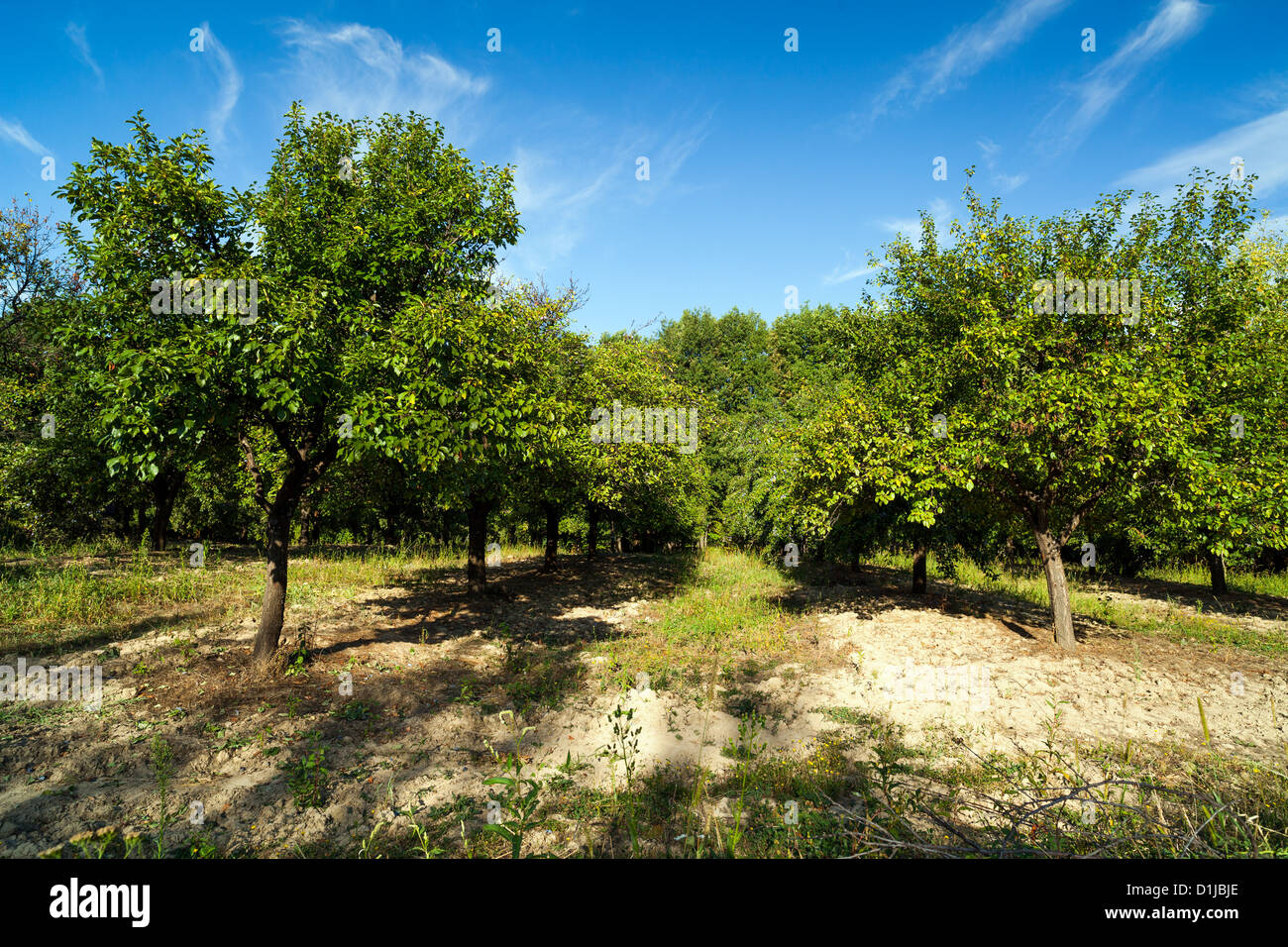 Landscape with plum trees orchard in a sunny autumn day Stock Photo - Alamy