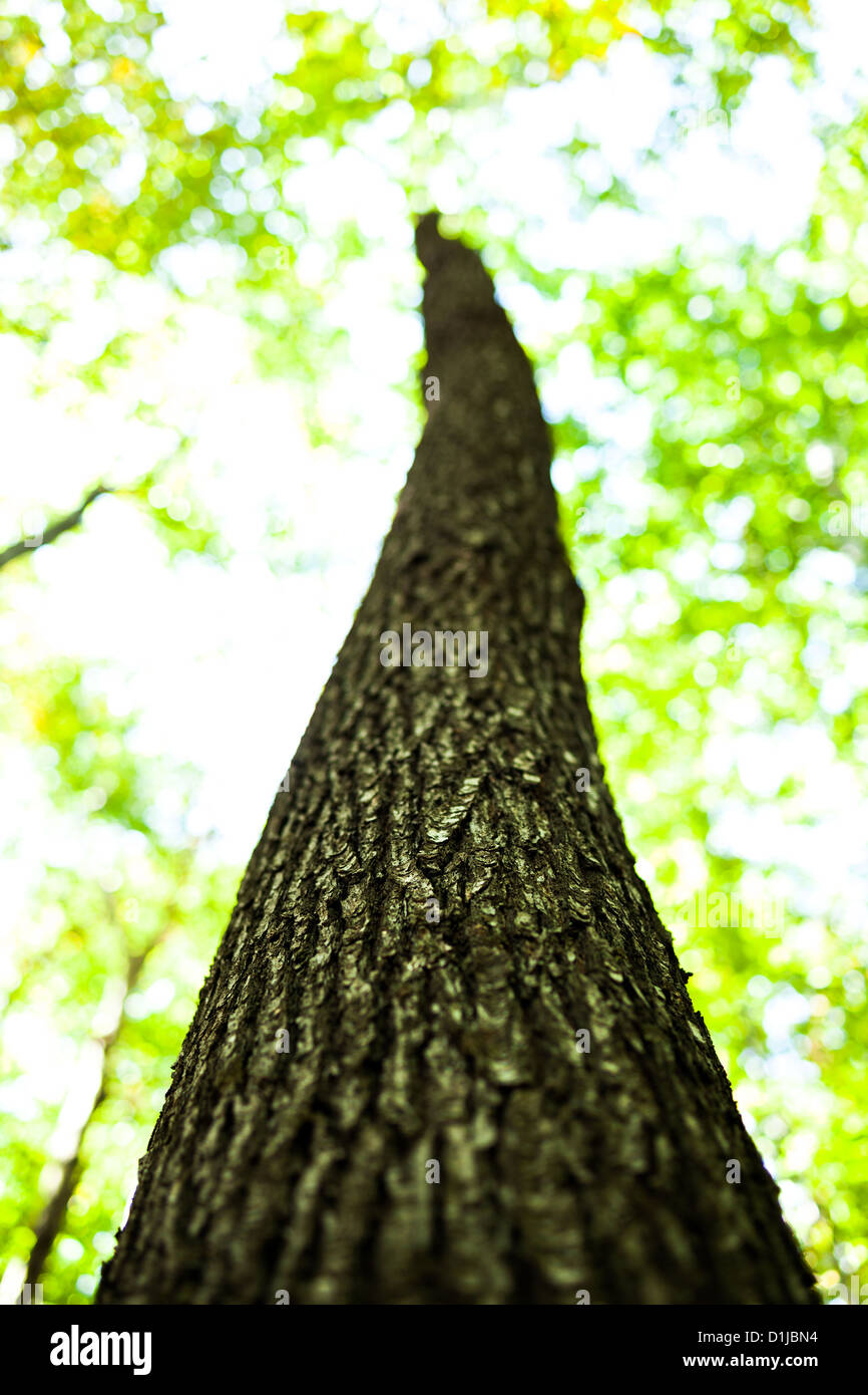 Closeup of oak bark on a tree trunk Stock Photo - Alamy