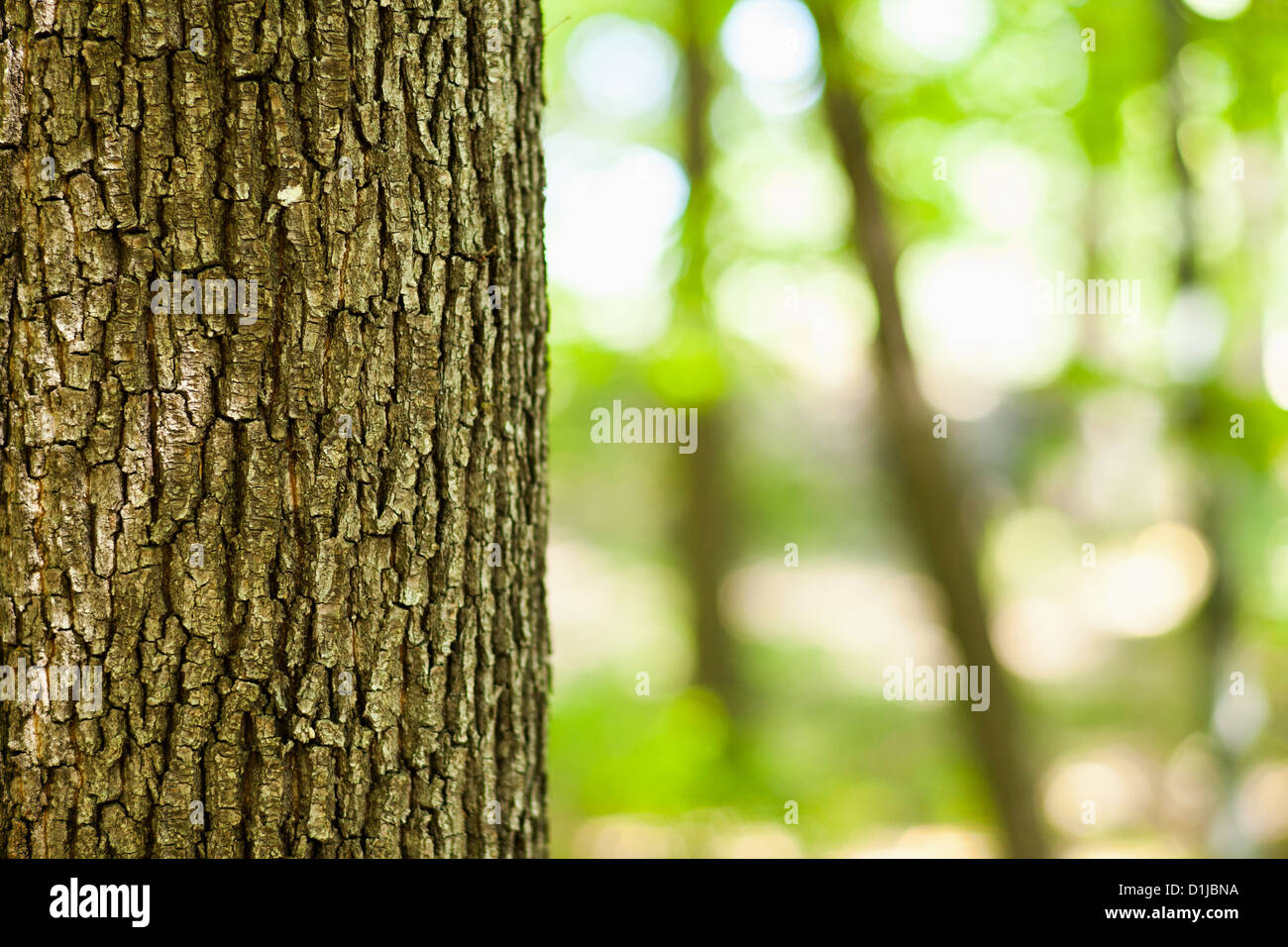 Old oak tree with vegetation on the bark hi-res stock photography and ...