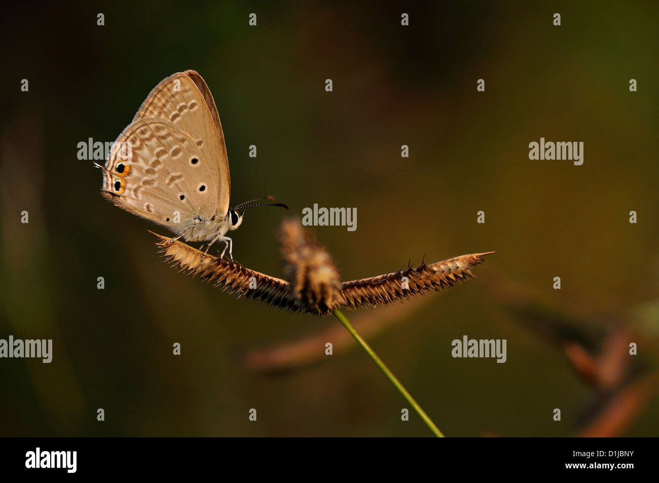 Dotted Butterfly High Resolution Stock Photography and Images - Alamy