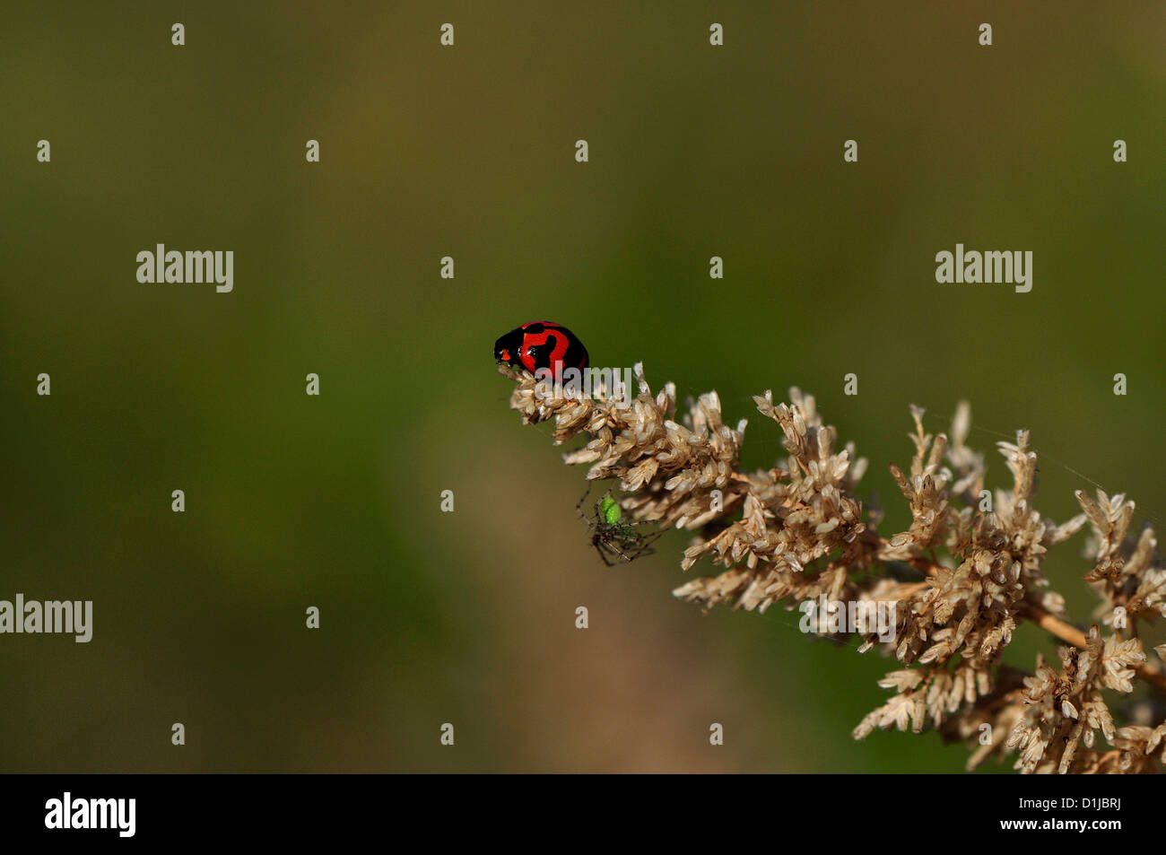 Lady bug and spider Stock Photo - Alamy