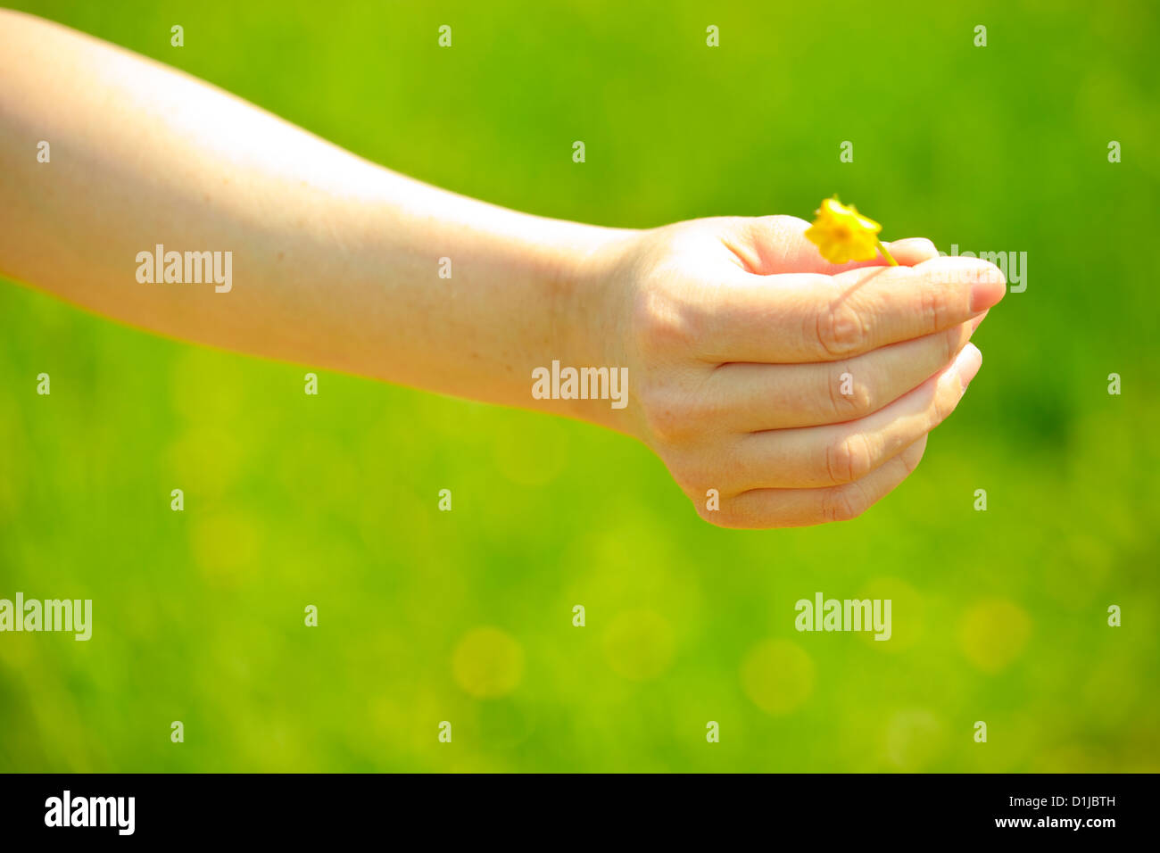 Female Hand with flower Stock Photo - Alamy
