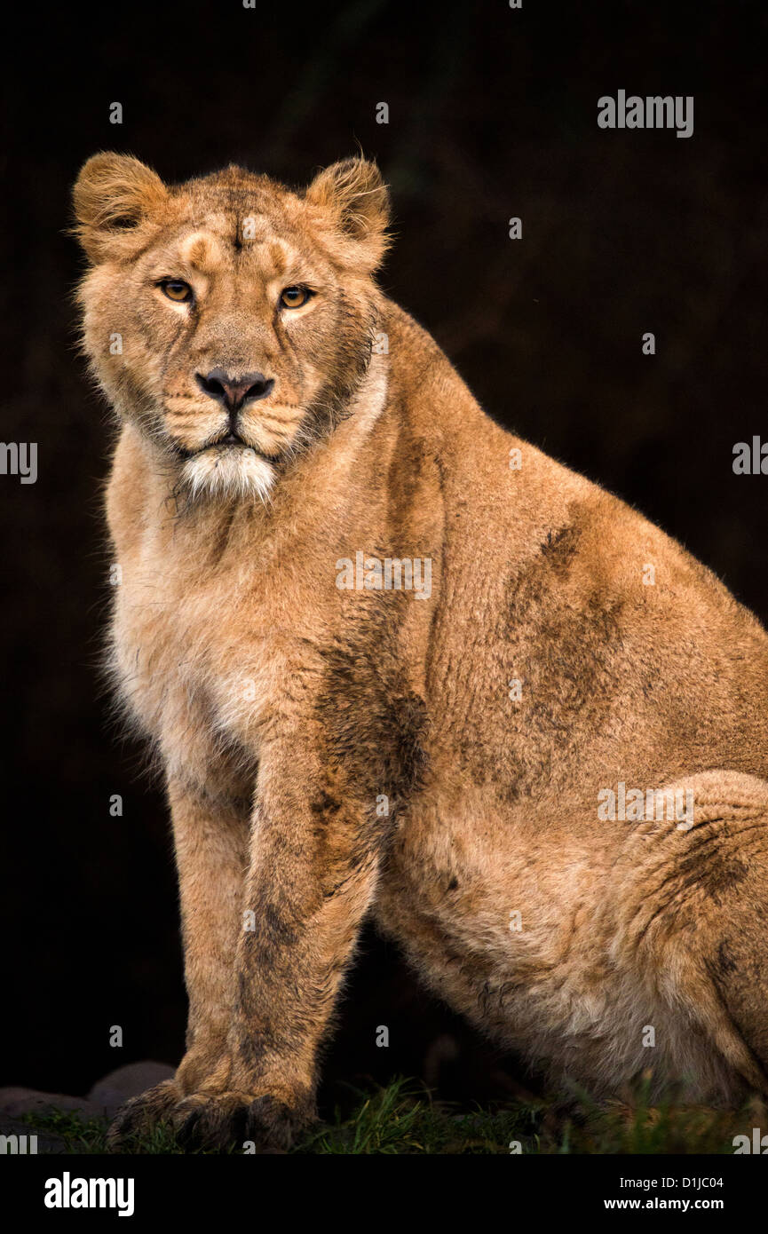 Magnificent lioness hi-res stock photography and images - Alamy