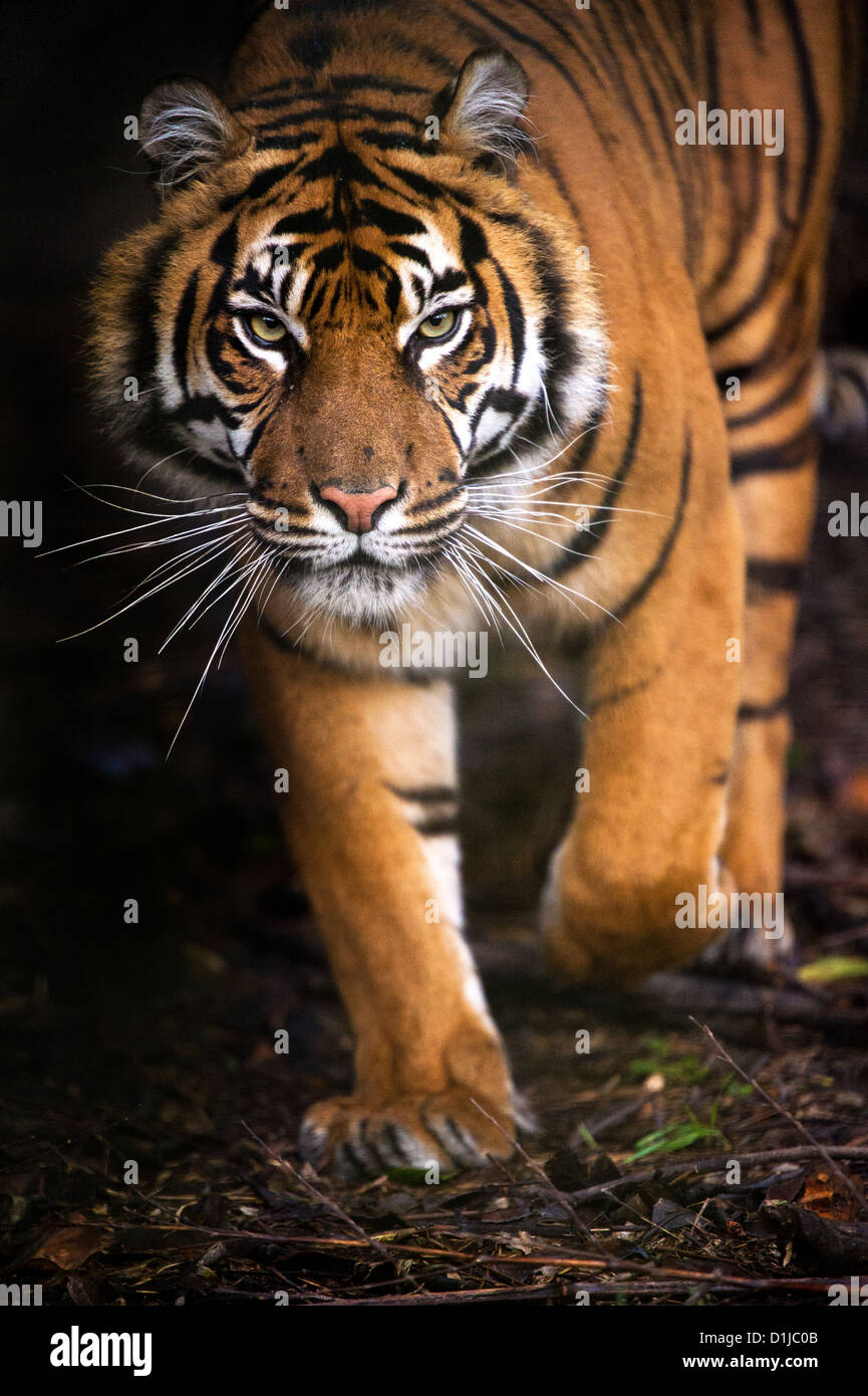 Sunda tiger hi-res stock photography and images - Alamy