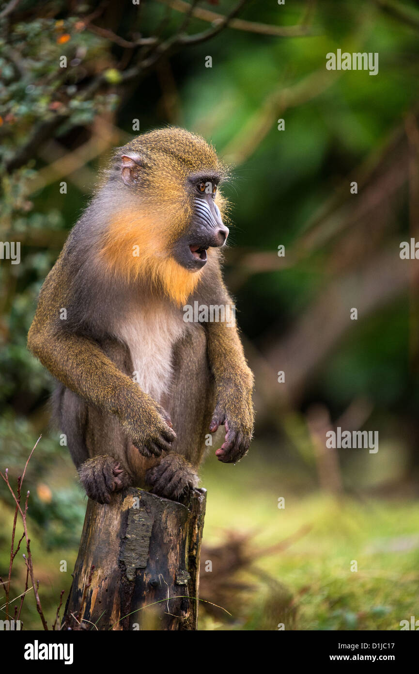 Mandrill hi-res stock photography and images - Alamy