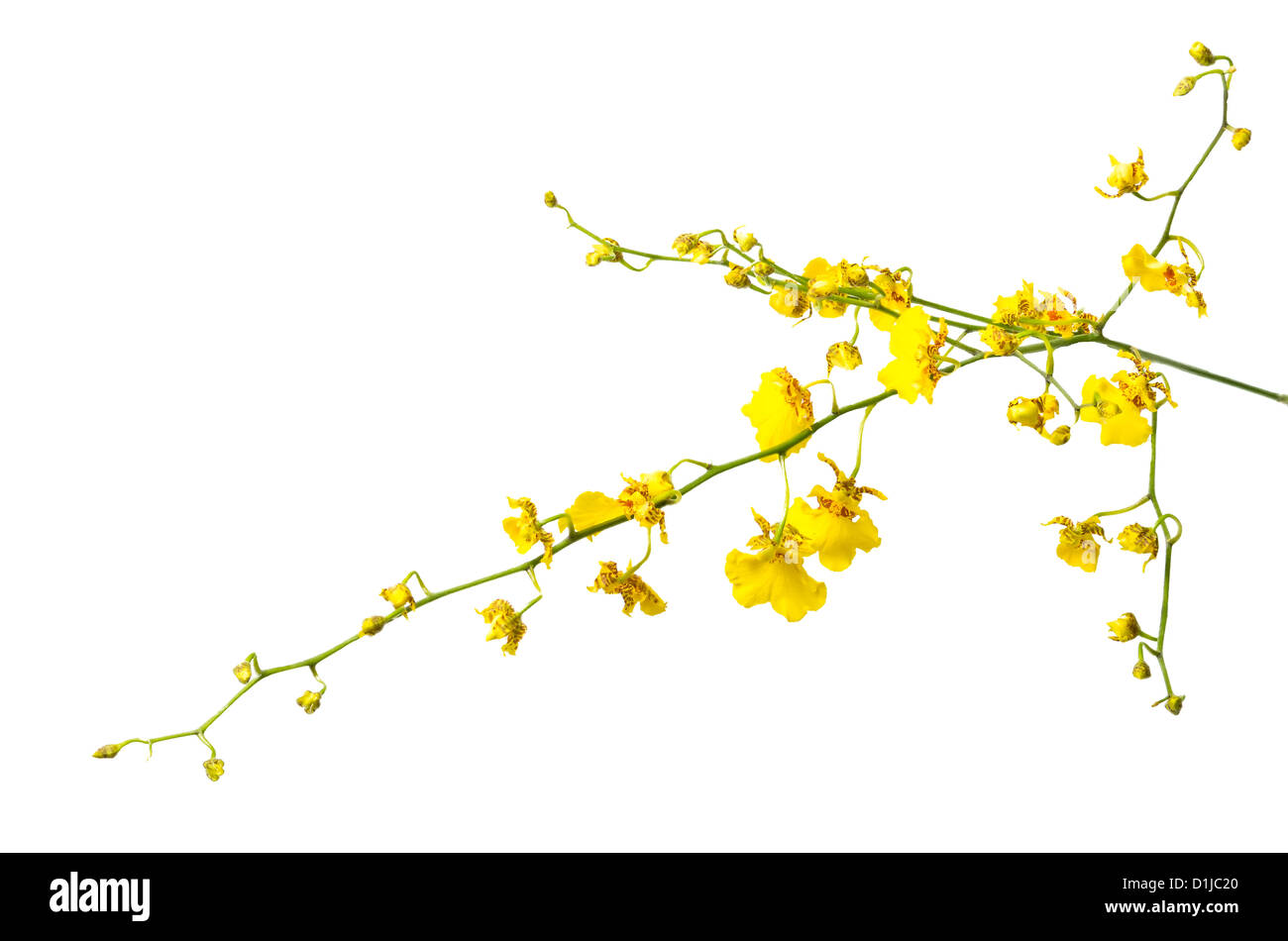 Yellow orchid tropical Cut Out Stock Images & Pictures - Alamy