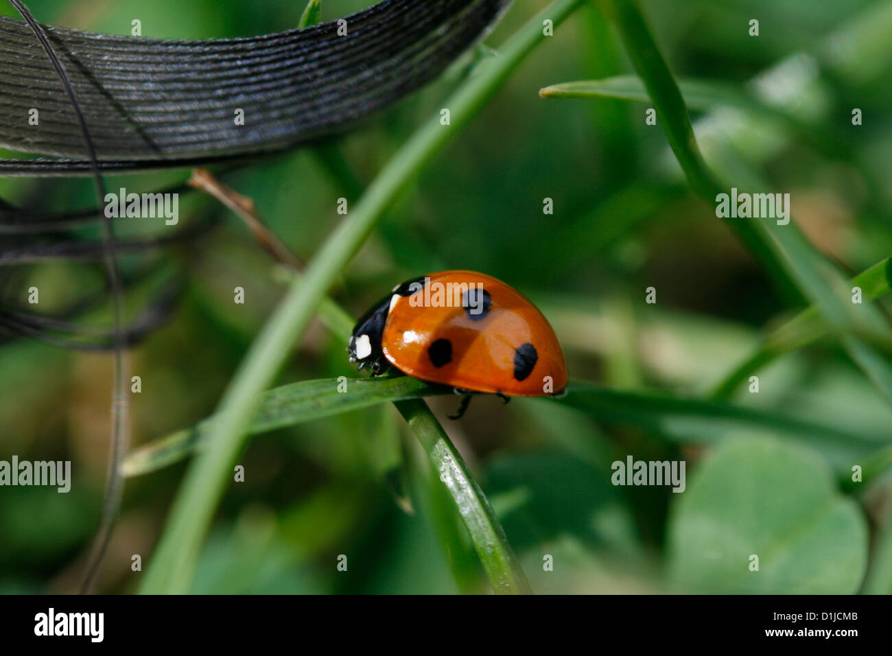 A ladybird in Phoenix Park, Dublin, Ireland Stock Photo - Alamy