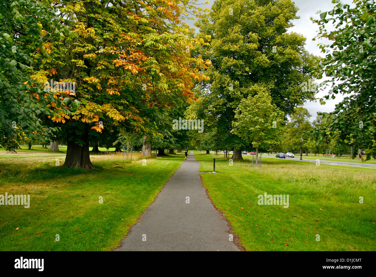 An autumn path in Dublin, Phoenix park Stock Photo - Alamy