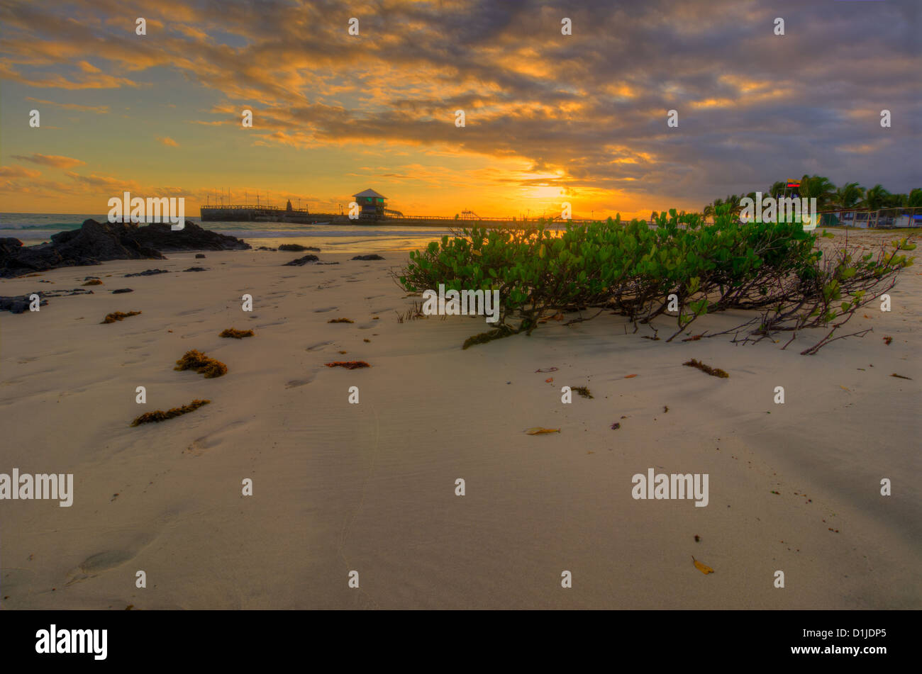 Isabela galapagos mangroves hi-res stock photography and images - Alamy