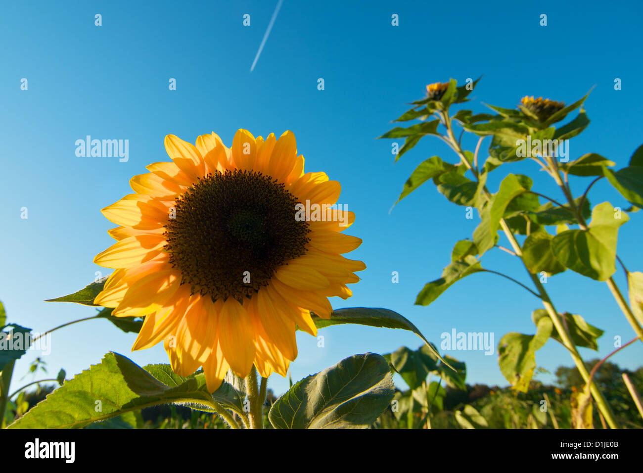 Sunflower with airplane in the sky Stock Photo - Alamy