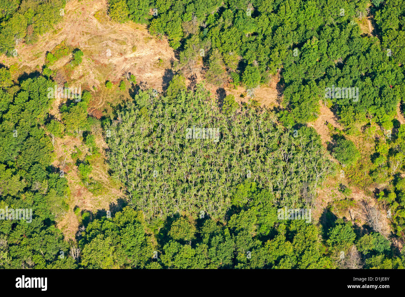 Aerial view of forest opening maintenance project on the Huron-Manistee ...