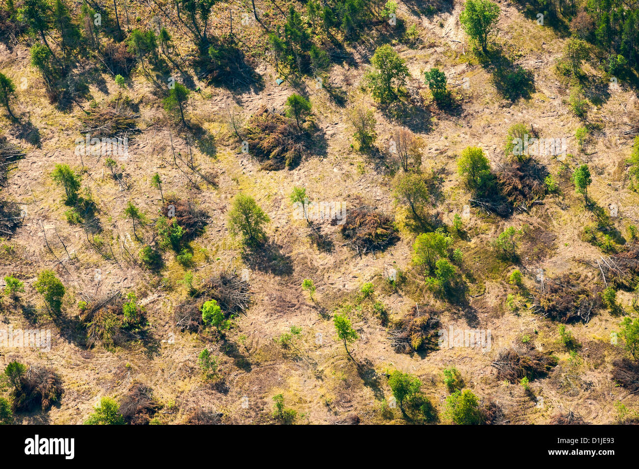 Aerial view of forest opening maintenance project on the Huron-Manistee ...