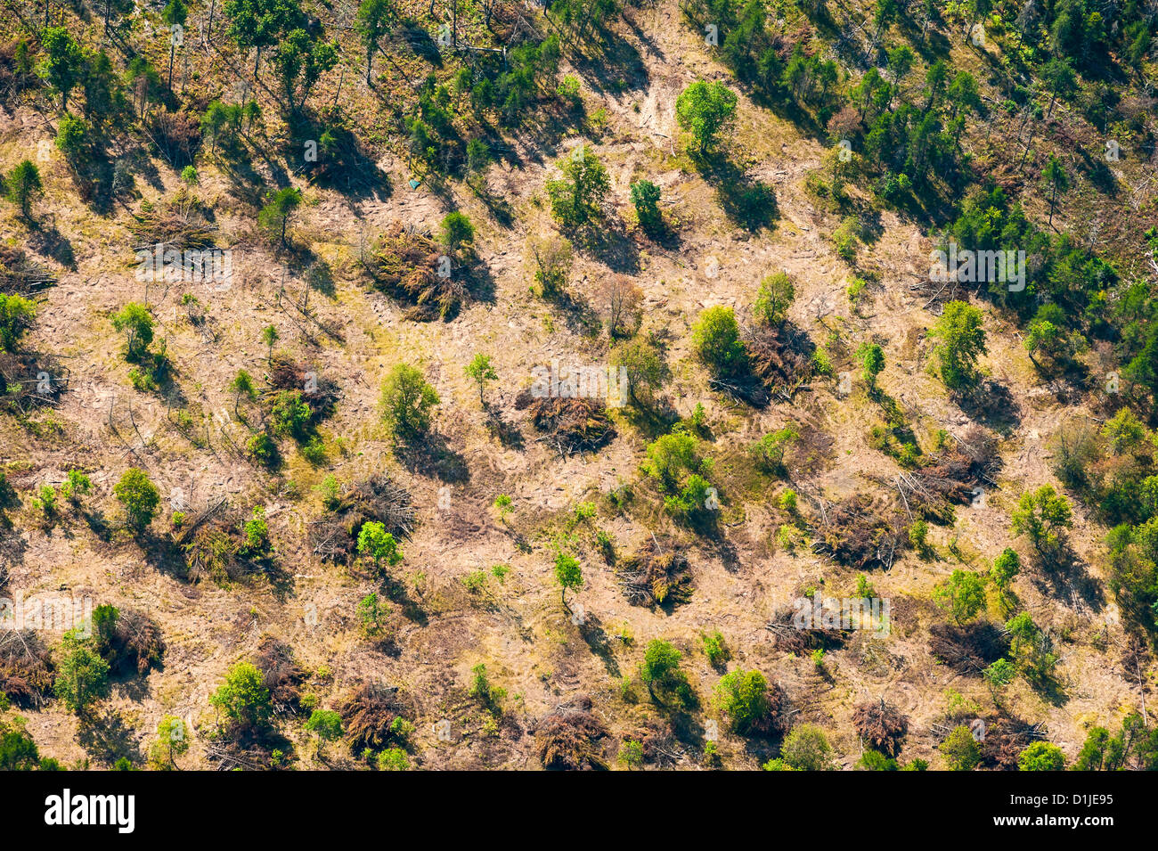 Aerial view of forest opening maintenance project on the Huron-Manistee ...