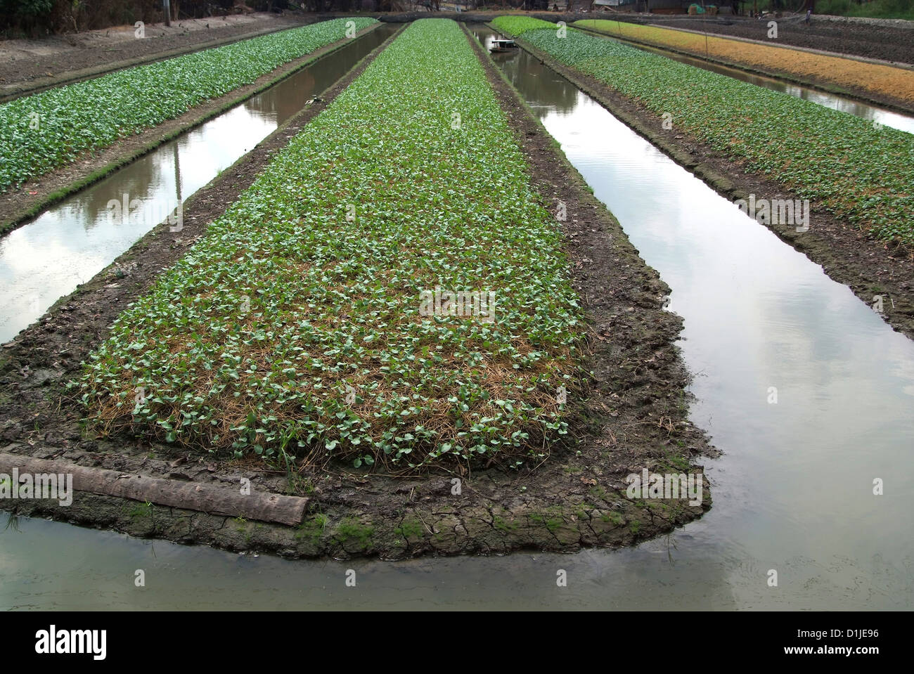 Planting vegetables in the rural areas of Bangkok Stock Photo - Alamy
