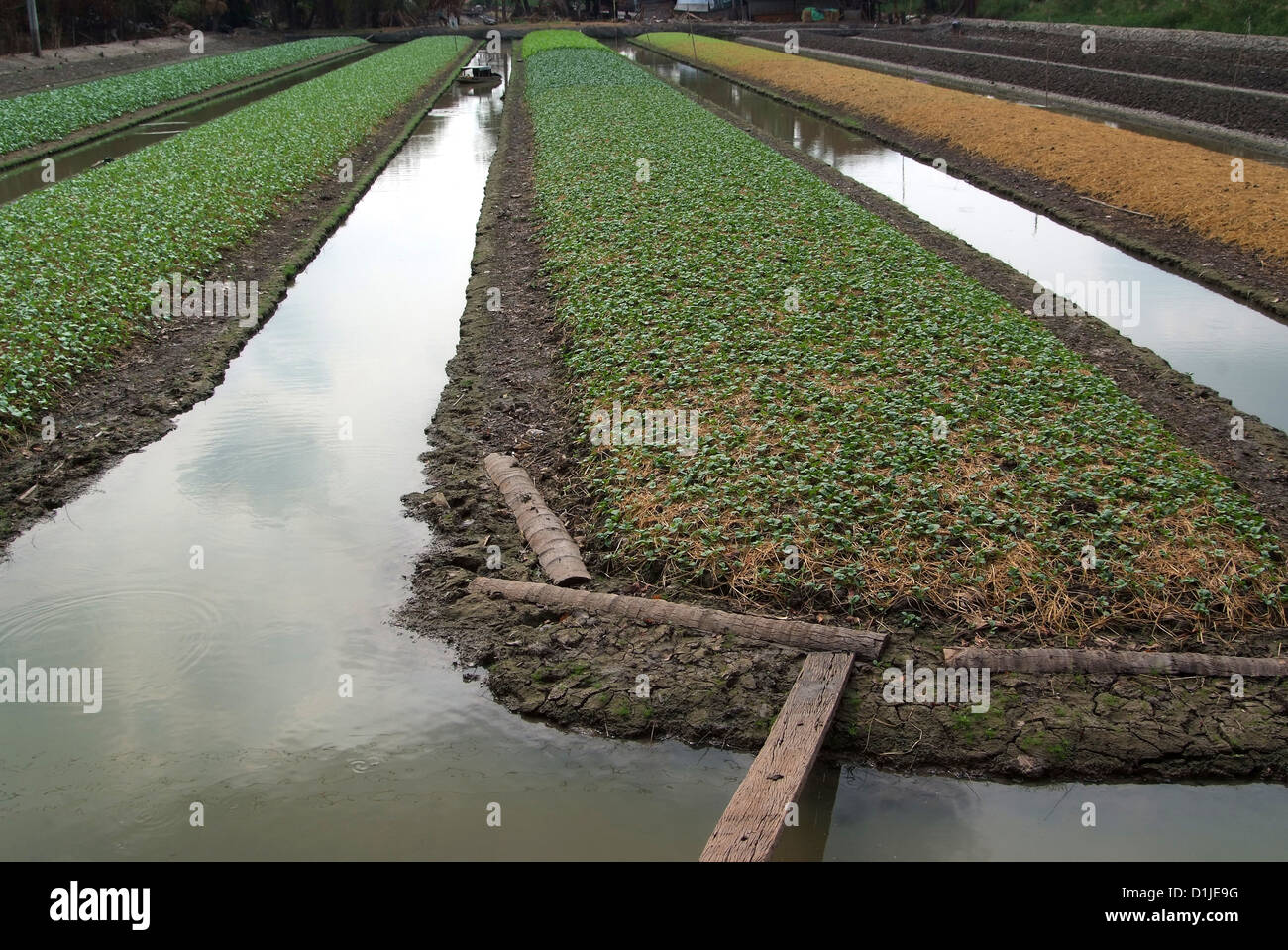 Planting vegetables in the rural areas of Bangkok Stock Photo - Alamy
