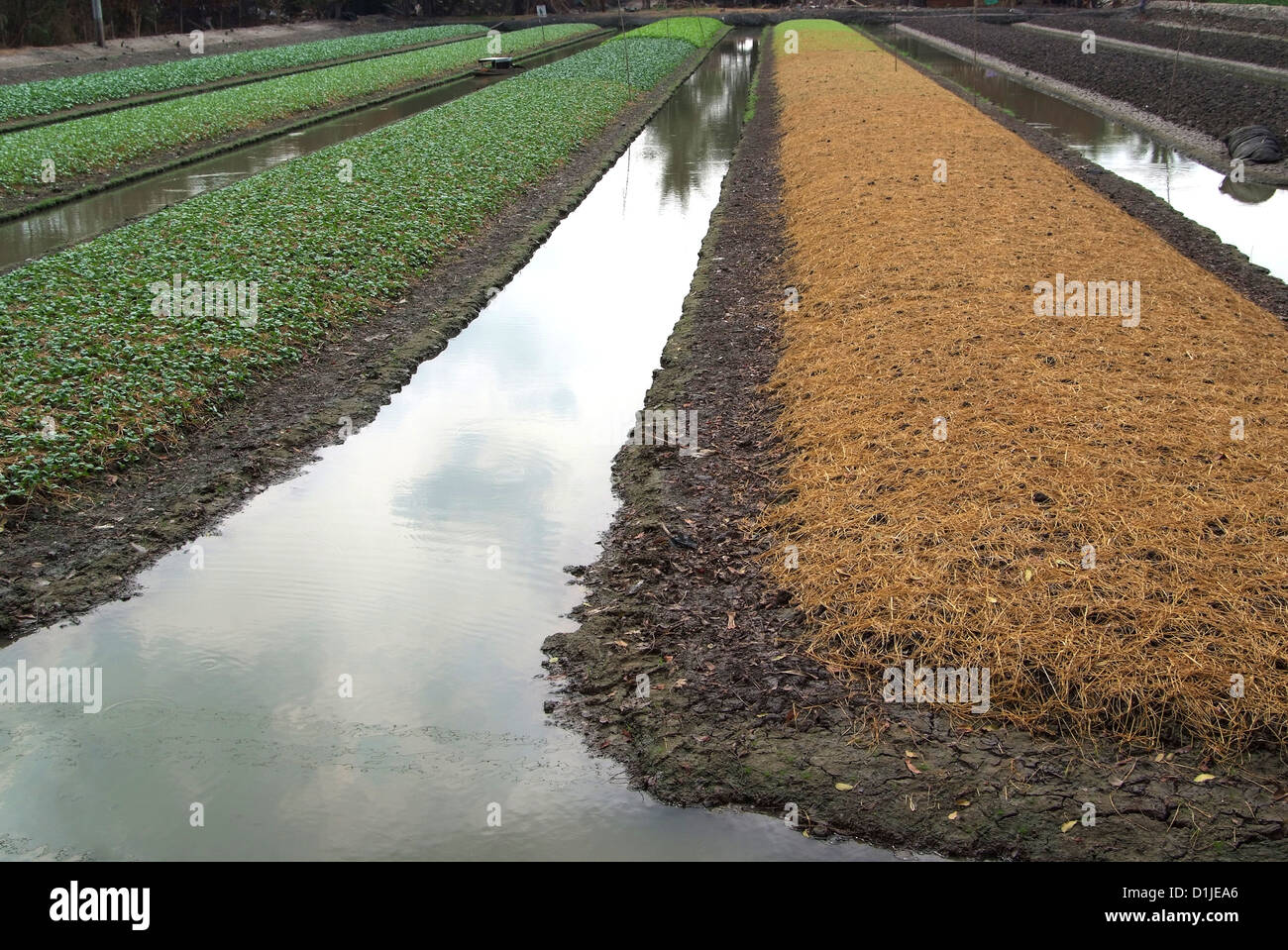 Planting vegetables in the rural areas of Bangkok Stock Photo - Alamy