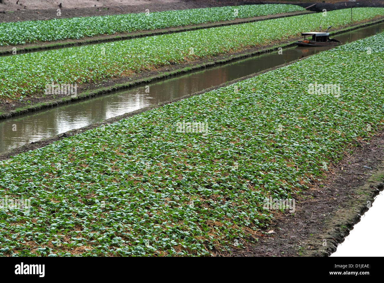 Planting vegetables in the rural areas of Bangkok Stock Photo - Alamy
