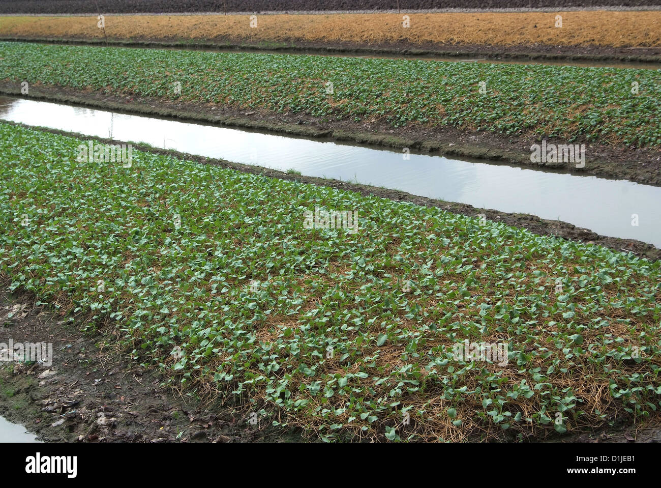 Planting vegetables in the rural areas of Bangkok Stock Photo - Alamy
