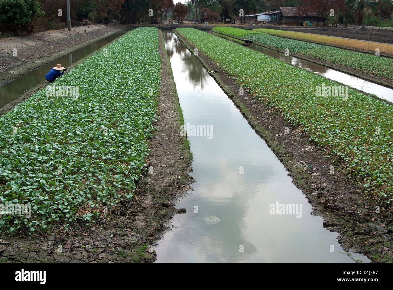 Planting vegetables in the rural areas of Bangkok Stock Photo - Alamy