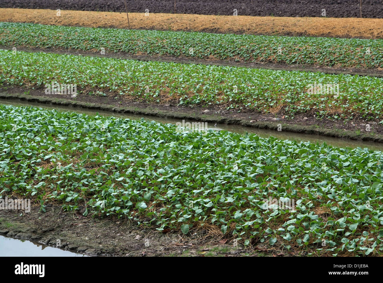 Planting vegetables in the rural areas of Bangkok Stock Photo - Alamy