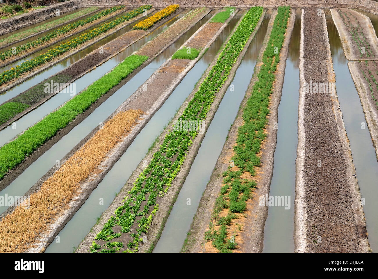 Green salad vegetables grow in plots hi-res stock photography and ...