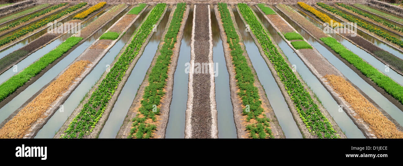 Planting vegetables and flower in the rural areas of Bangkok, Thailand ...