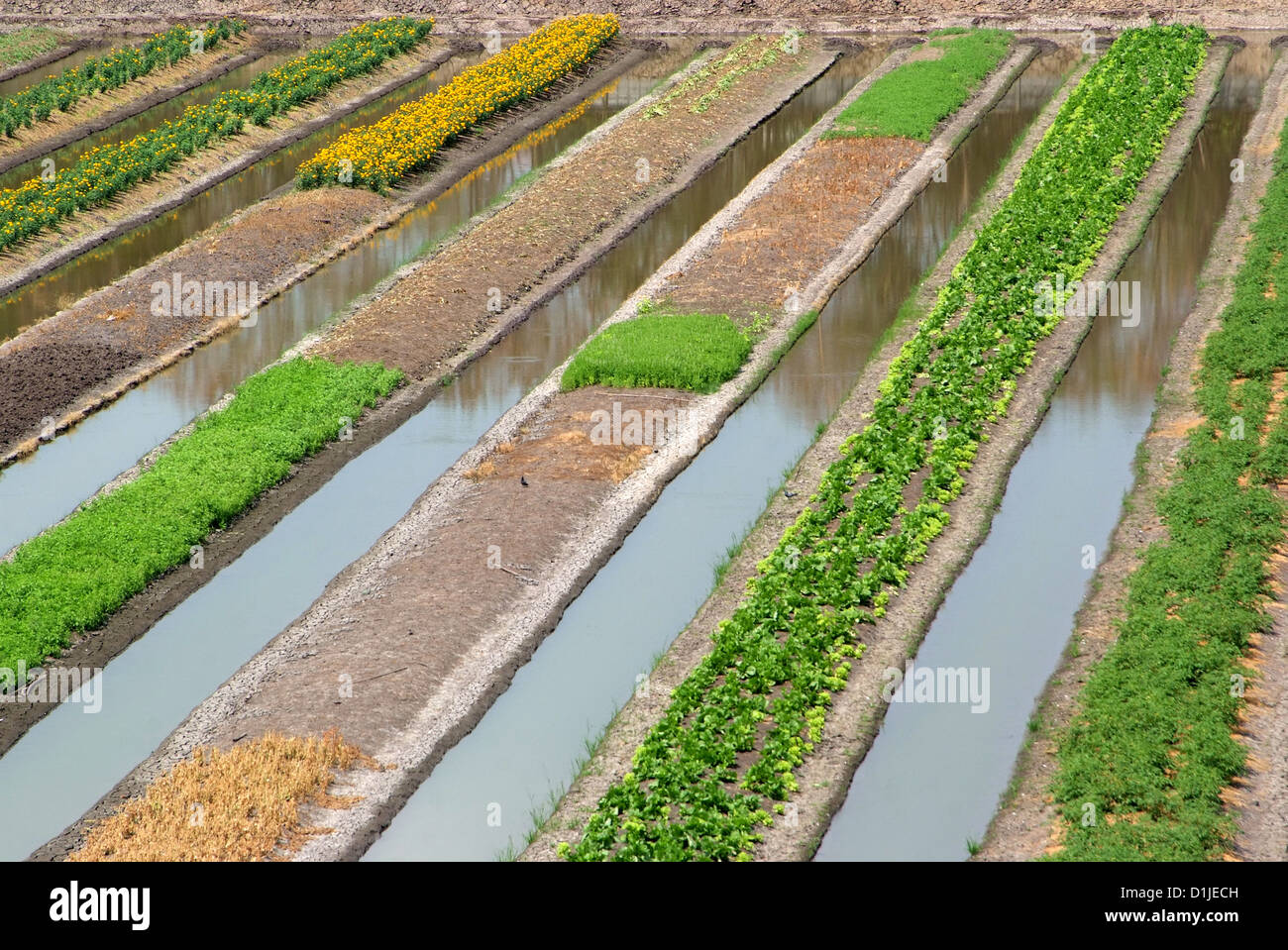 Planting vegetables and flower in the rural areas of Bangkok, Thailand ...