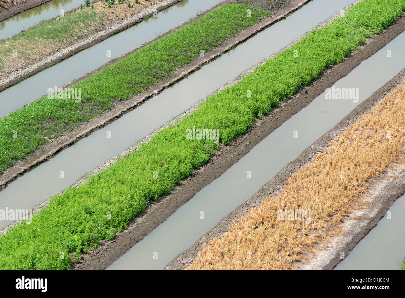 Planting vegetables and flower in the rural areas of Bangkok, Thailand ...