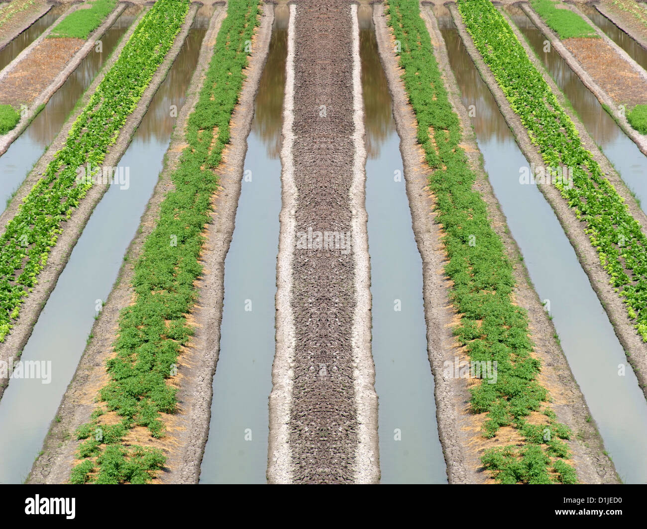 Planting vegetables and flower in the rural areas of Bangkok, Thailand ...