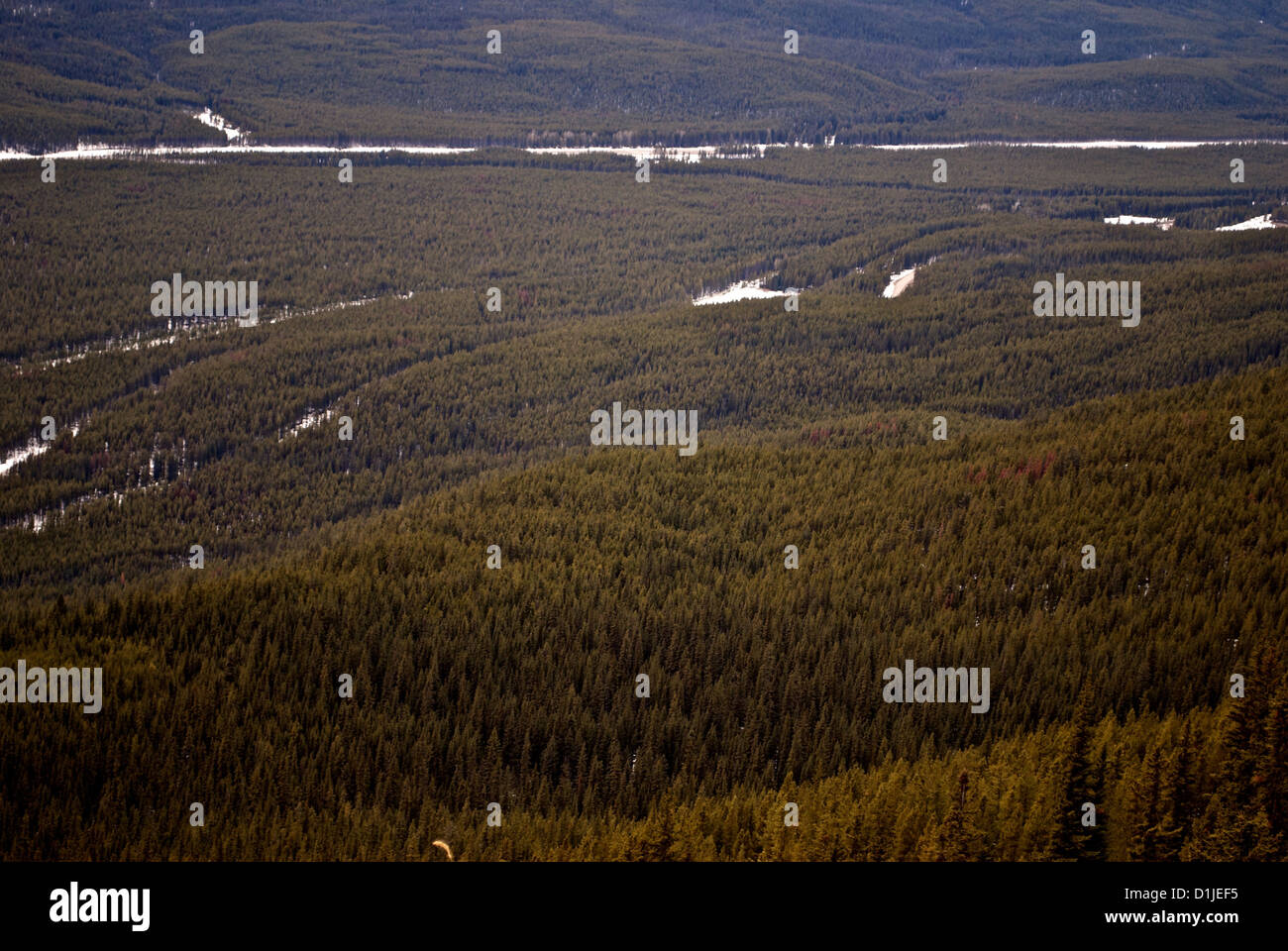 Woods, Banff National Park, AB, Canada Stock Photo - Alamy