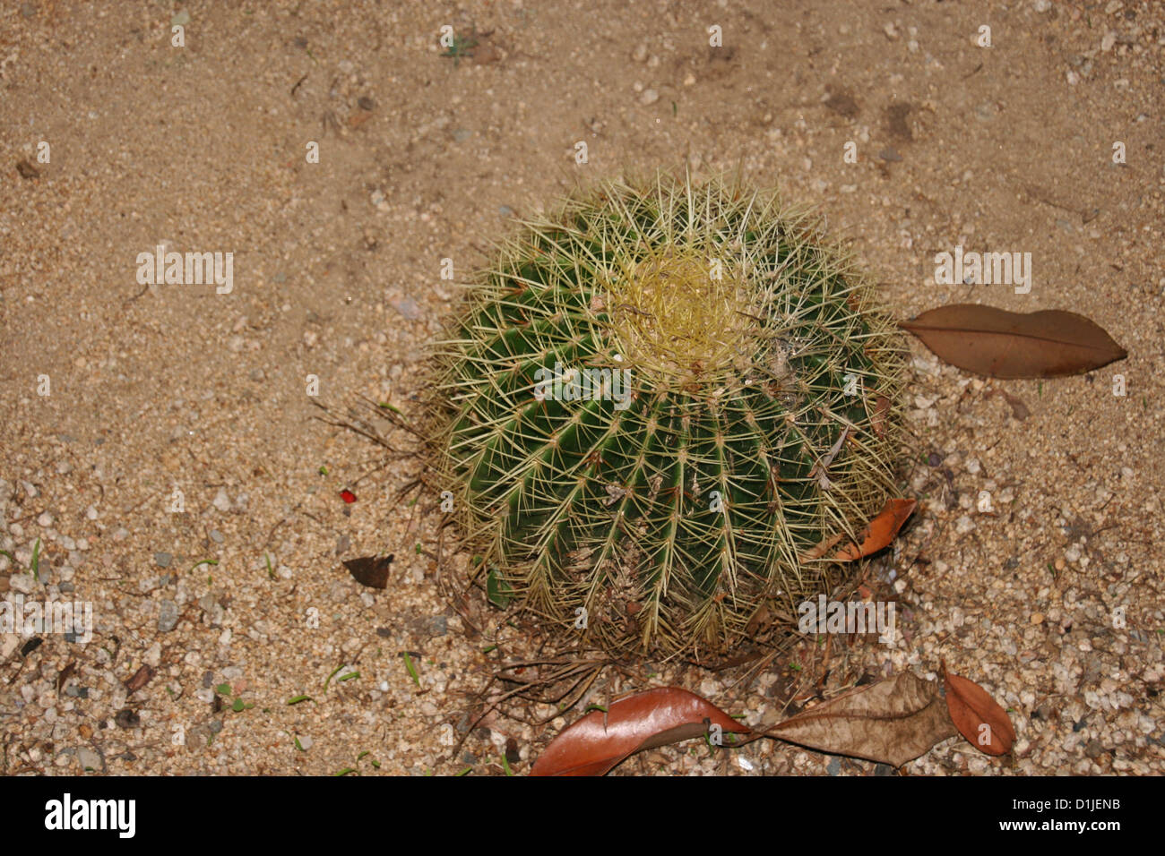 Lone barrel cactus hi-res stock photography and images - Alamy