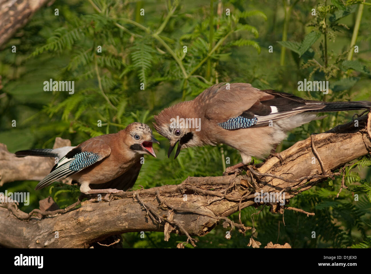 Adult Jay with youngster begging to be fed Stock Photo - Alamy