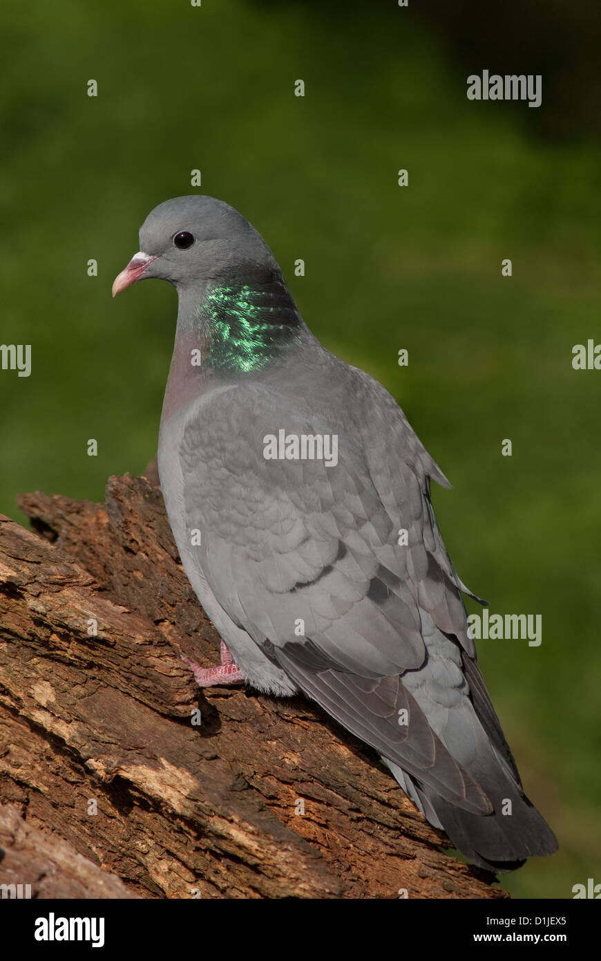 Stock dove in spring hi-res stock photography and images - Alamy