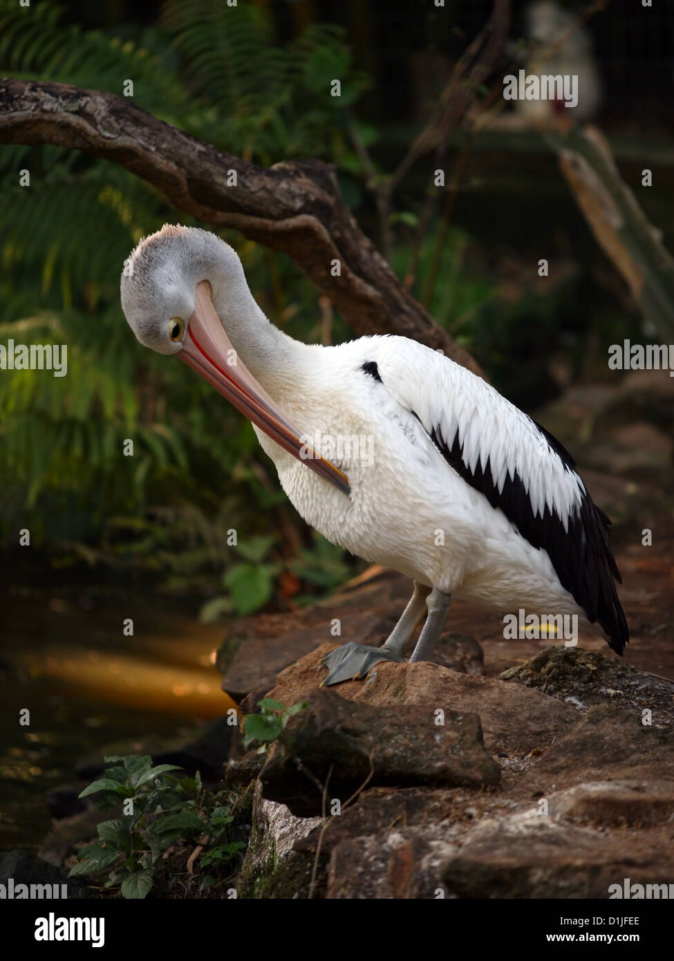 Pelican profile showing the pouched beak Stock Photo - Alamy