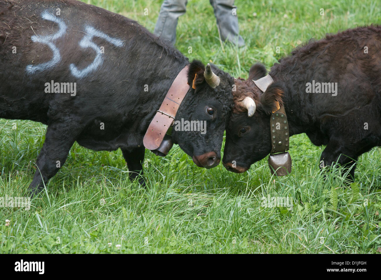 Traditional cows battle in Aosta Valley - Italy Stock Photo - Alamy