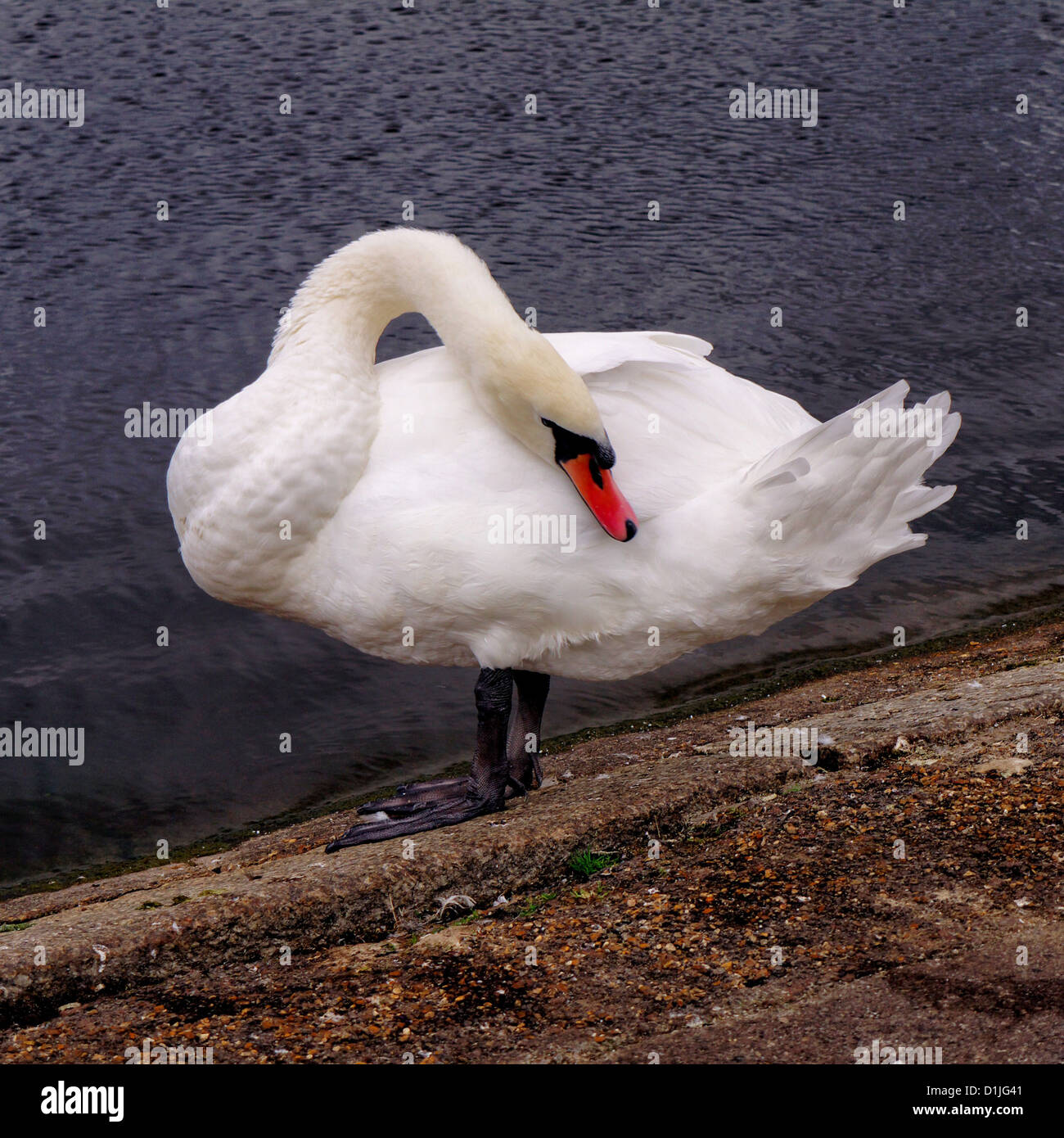 Swan preening hi-res stock photography and images - Alamy